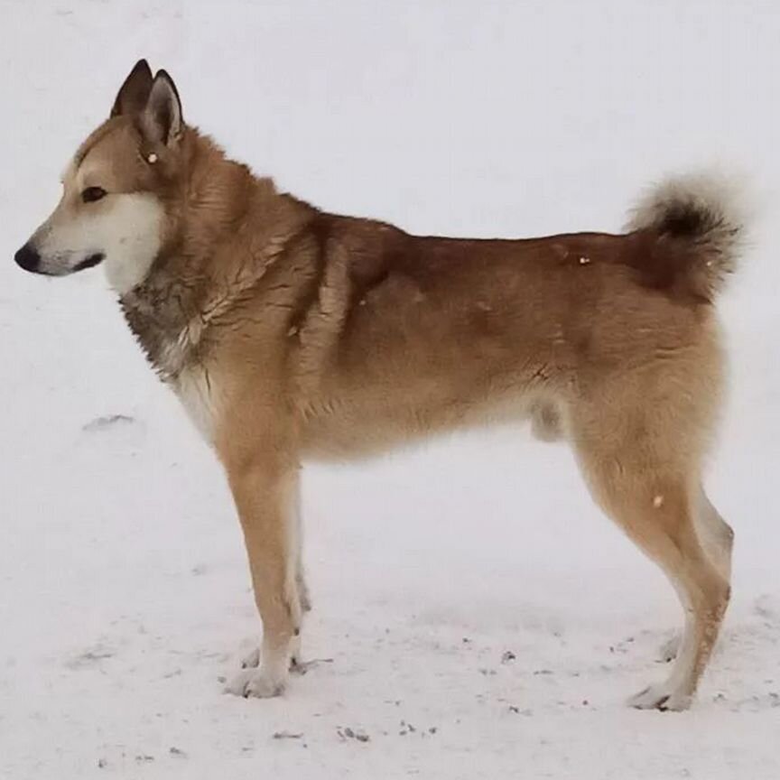 Лайка, взрослый пёс