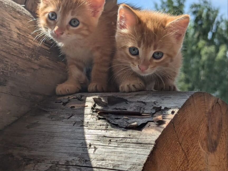 Котята в добрые руки отдам