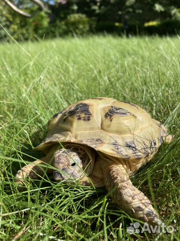 Черепаха сухопутная