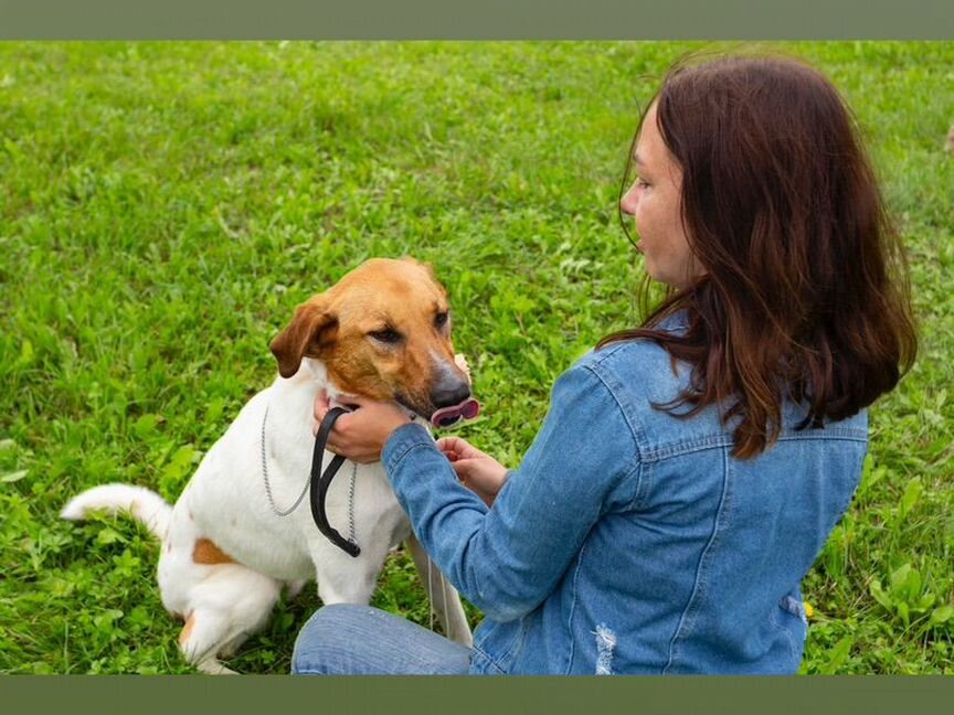 Отдам в добрые руки