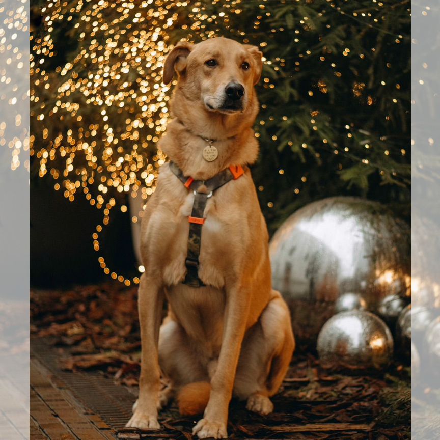 Взрослая собака в добрые руки