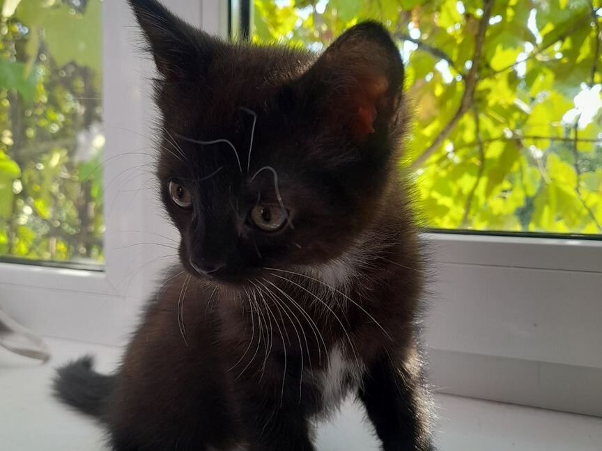 Шоколадно-полосатый котенок