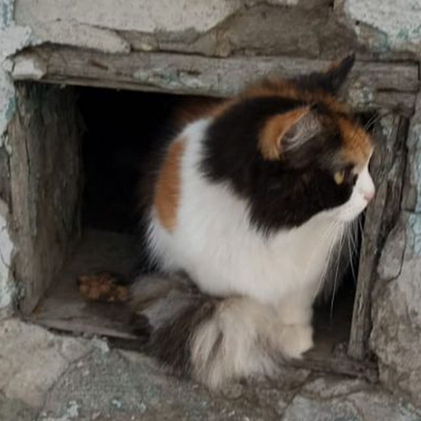 Трехцветная кошка