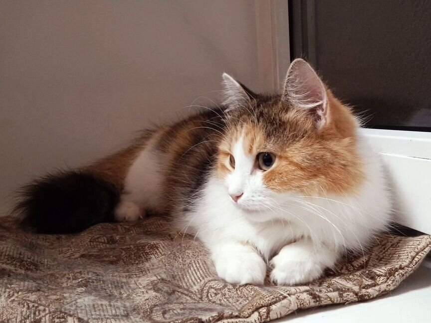 Красотка Ириша ищет дом