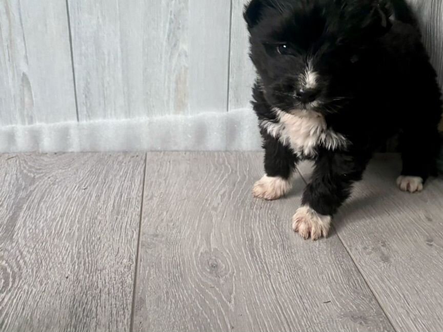 Щенки в добрые руки даром