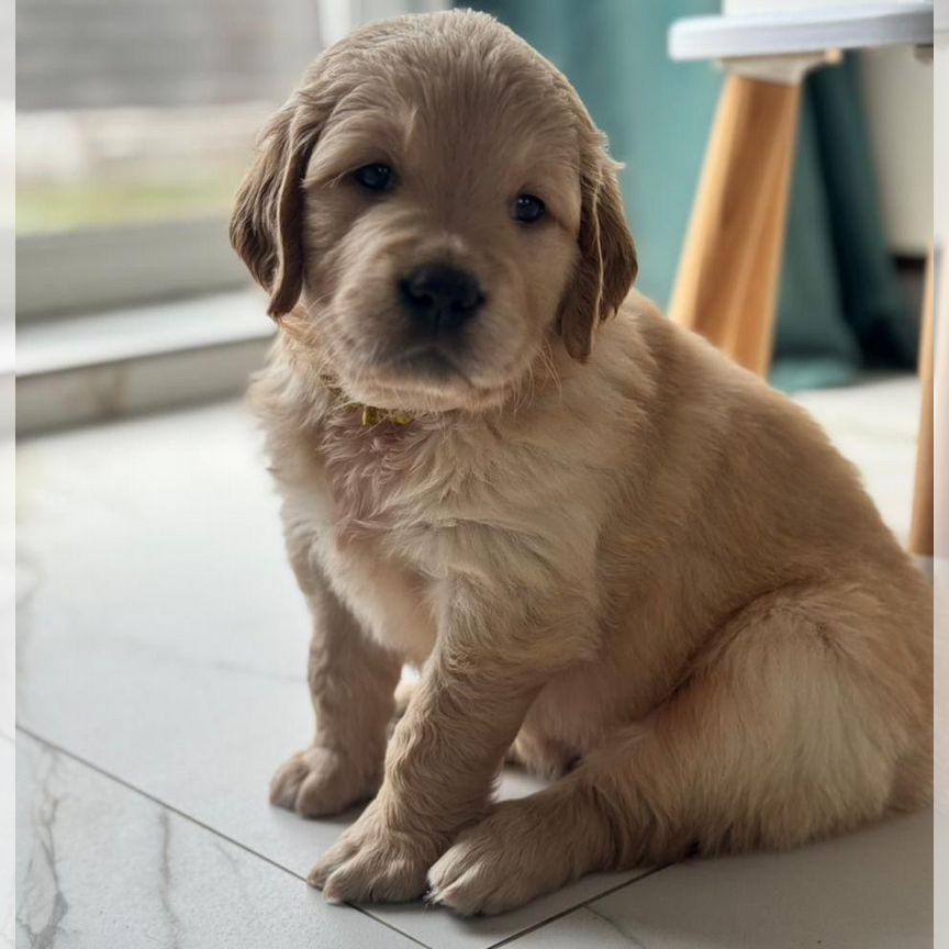 Золотистый ретривер, щенок