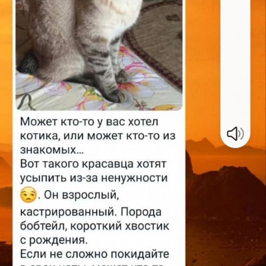 Котик