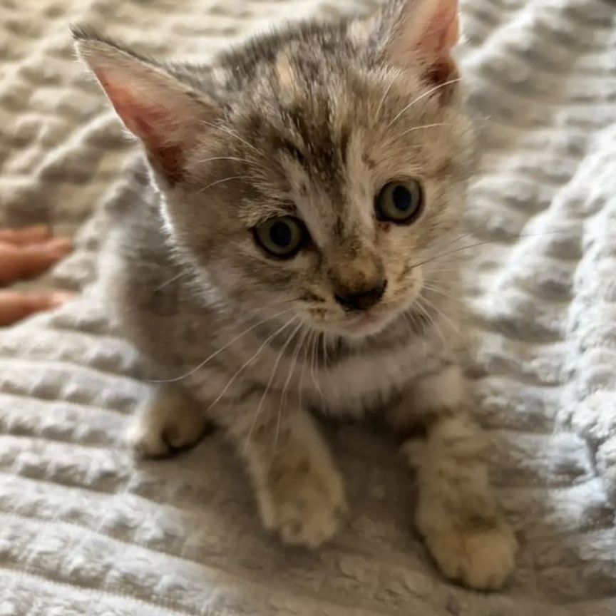 Курильский бобтейл короткошёрстный котёнок