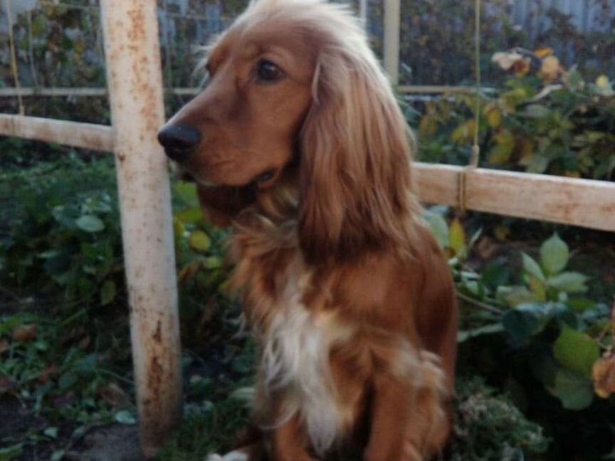 Спаниель английский вязка