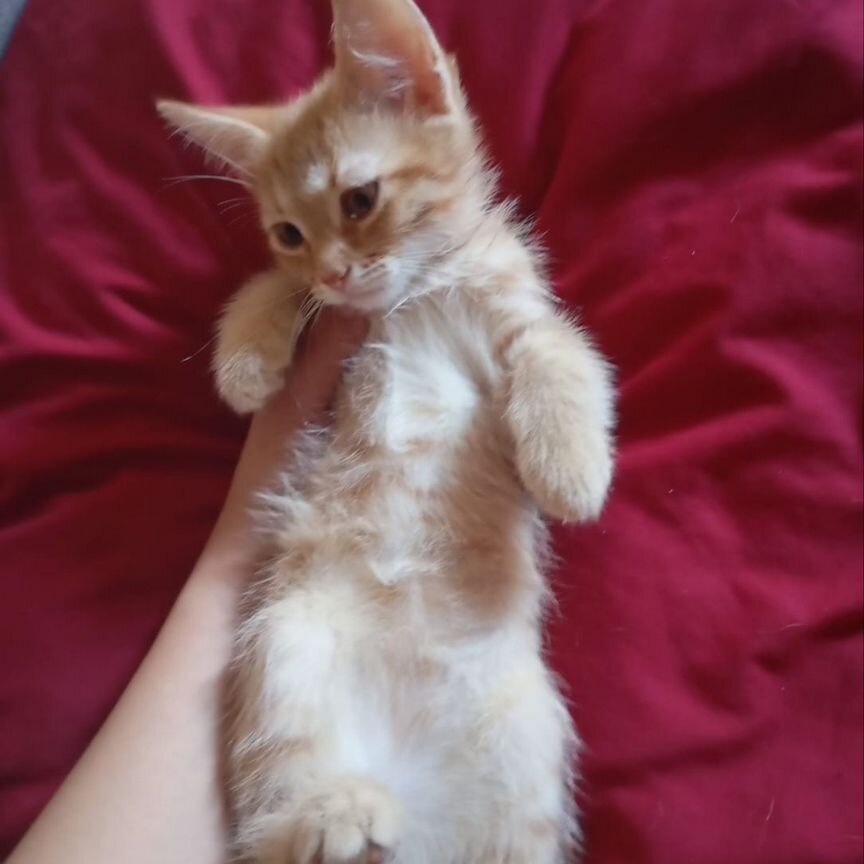 Котята в добрые руки бесплатно