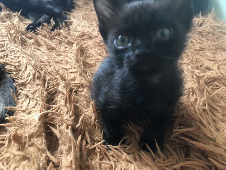 Бурманские котята