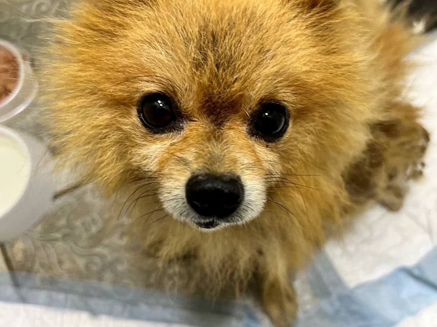 Мини шпиц бесплатно