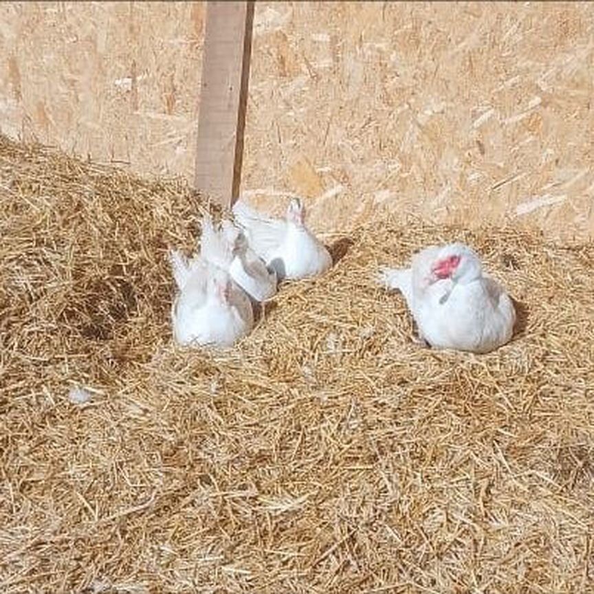 Продам молодую семью индоуток на племя