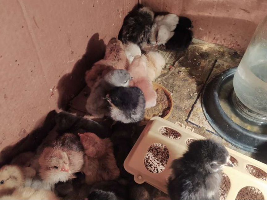 Цыплята кур несушек