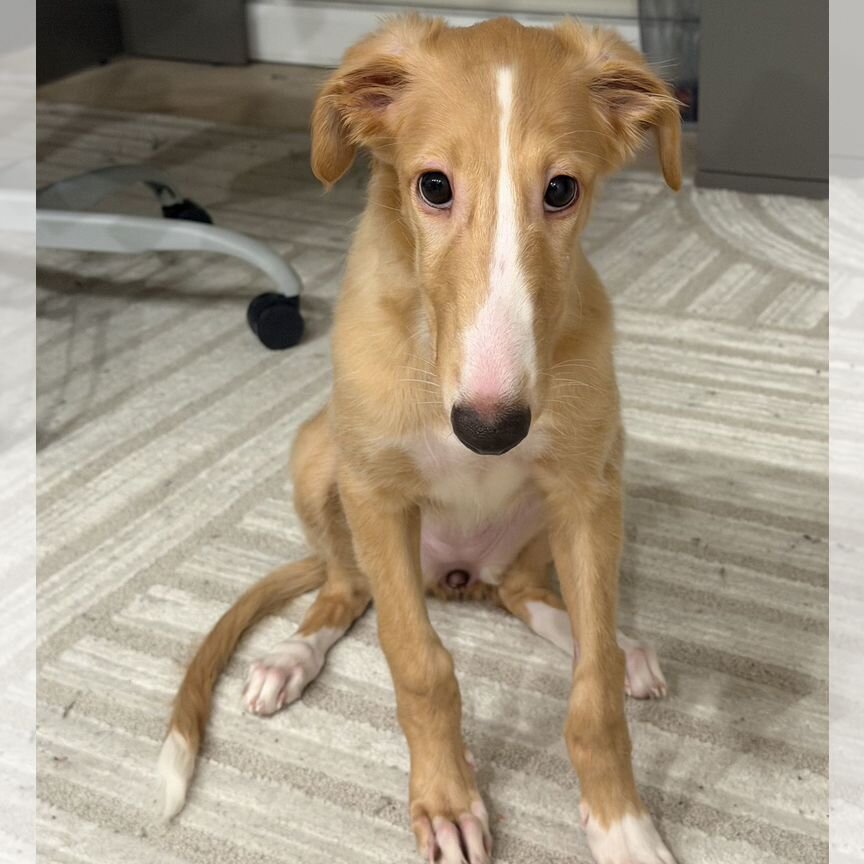 Русская псовая борзая, щенок