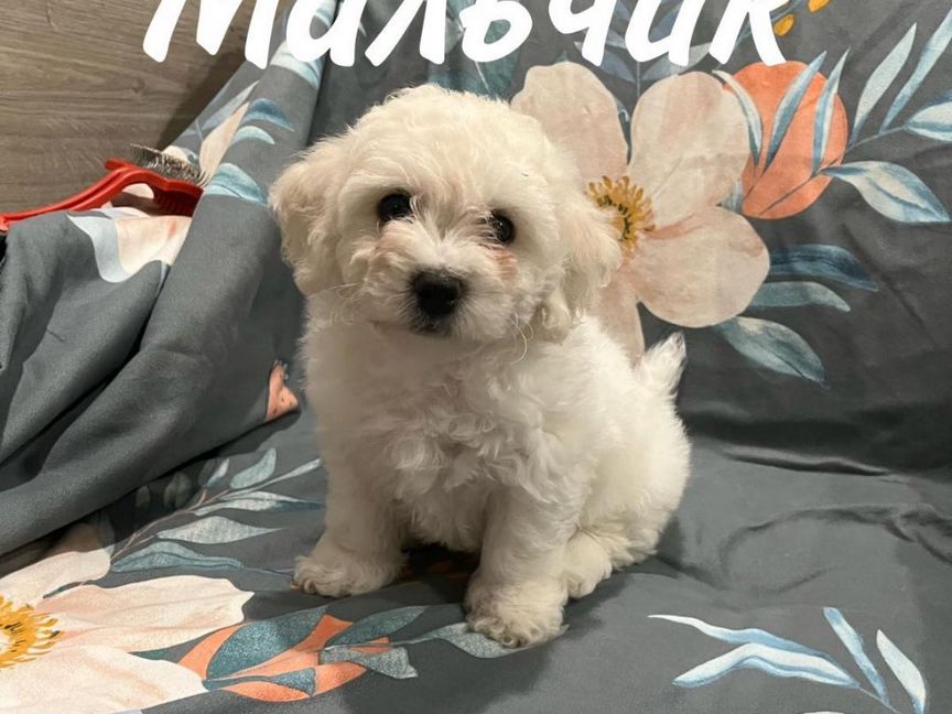 Щенки бишон фризе