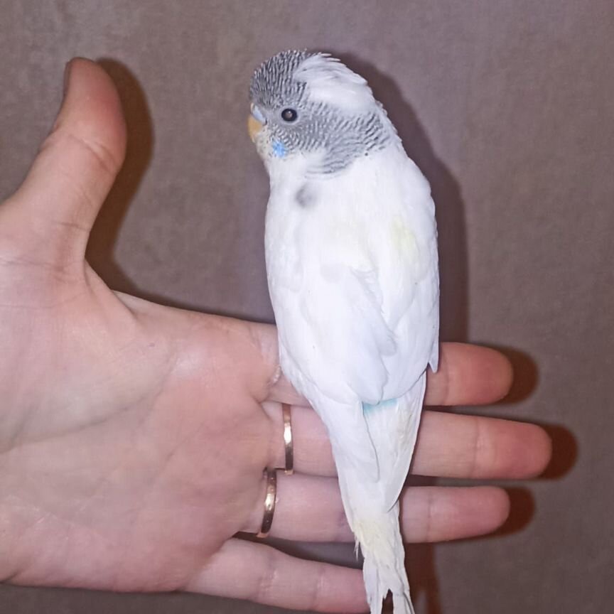 Ручная девочка выкормыш