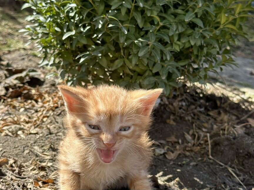 Котята в добрые руки