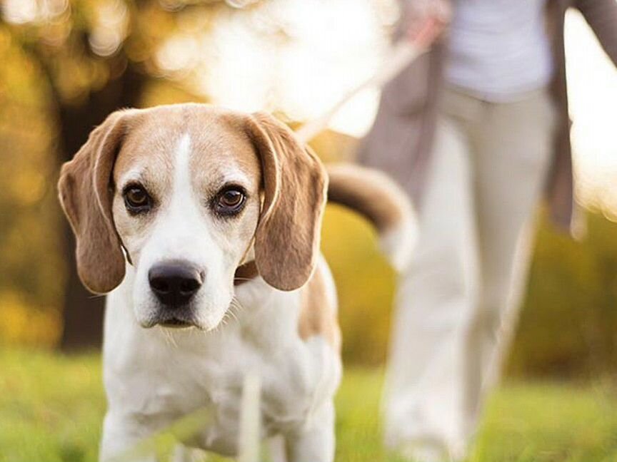 Прогулка с собакой с 13 лет