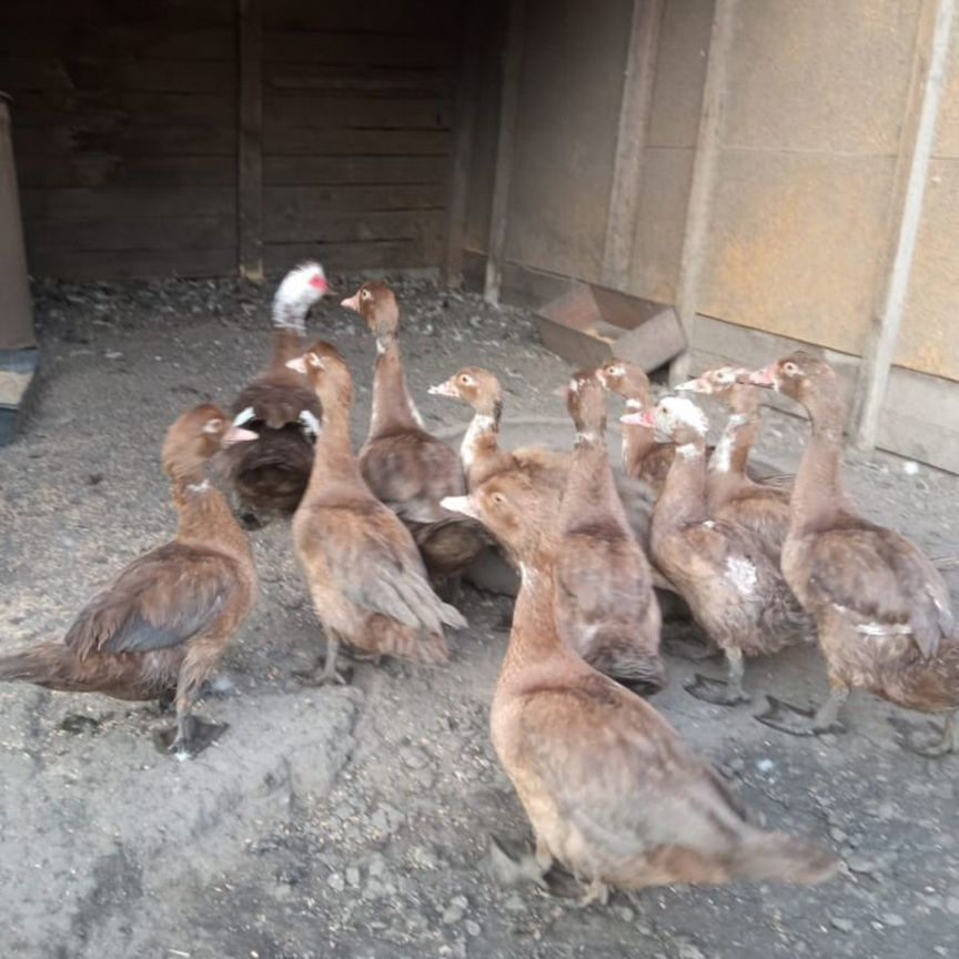 Мускусные утки