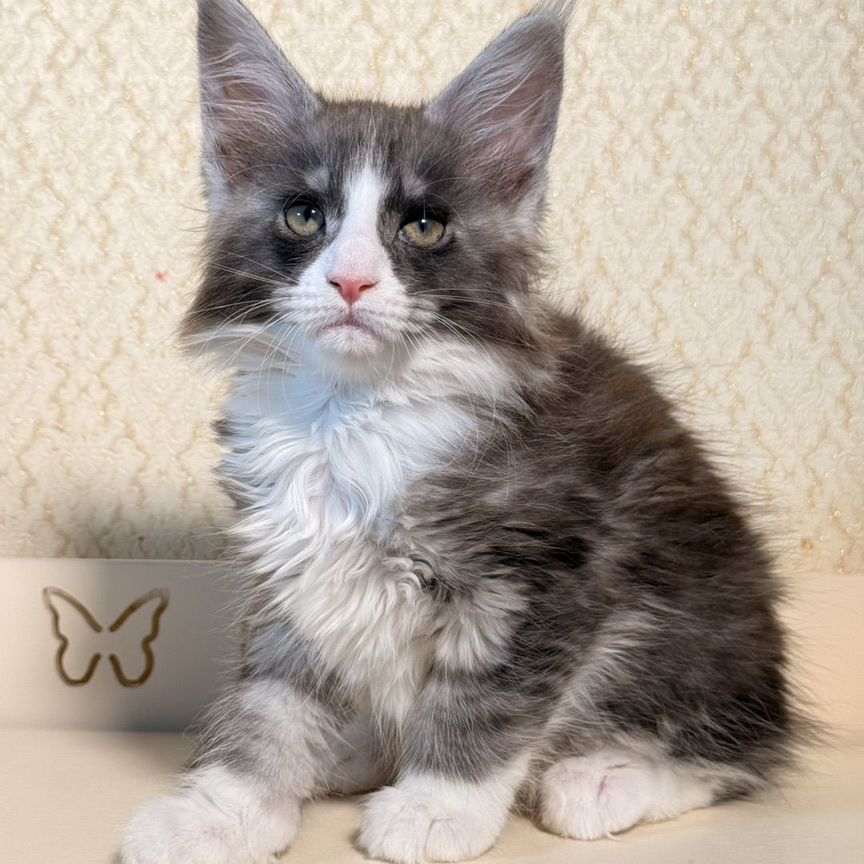 Мейн-кун котёнок