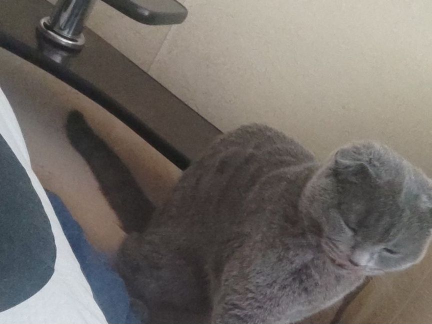 Кошечка шотландка 8 месяцев