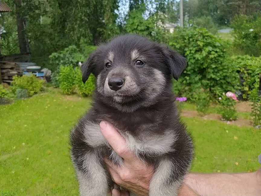 Щенки в добрые руки