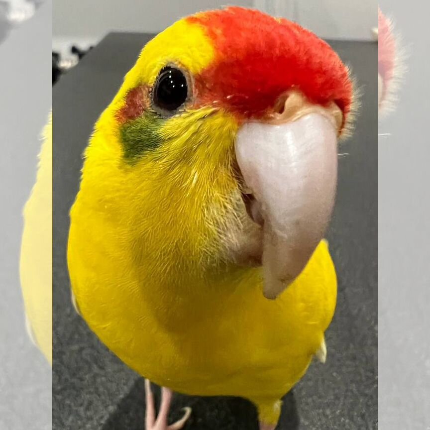 Попугай какарик