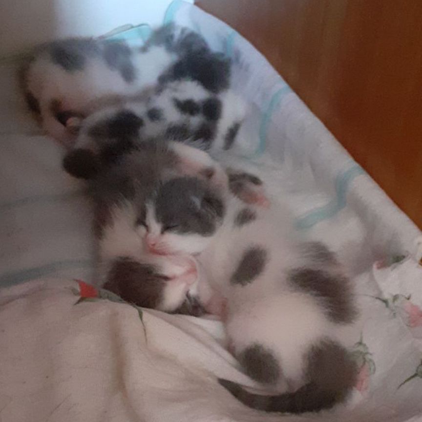 Котята в добрые руки бесплатно