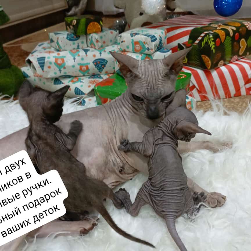 Котята сфинкс