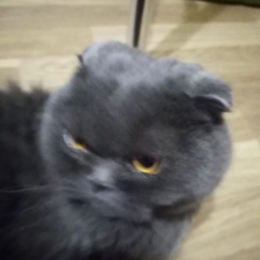 Британский вислоухий кот в добрые руки