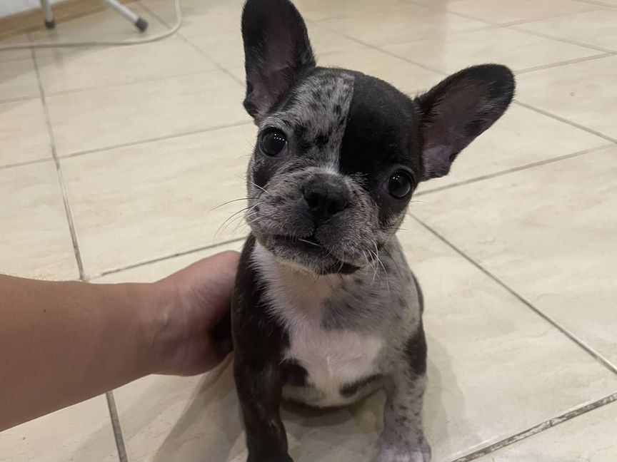 Французский бульдог щенки