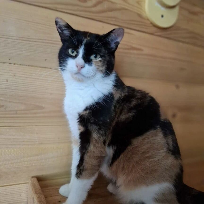 Яркая кошечка Тина в добрые руки