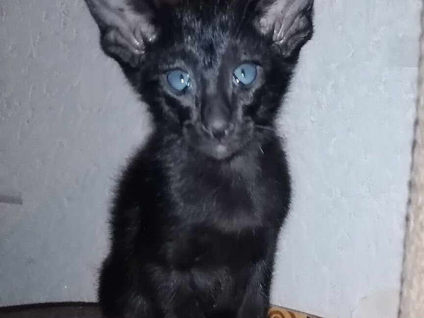 Ориентальные котята