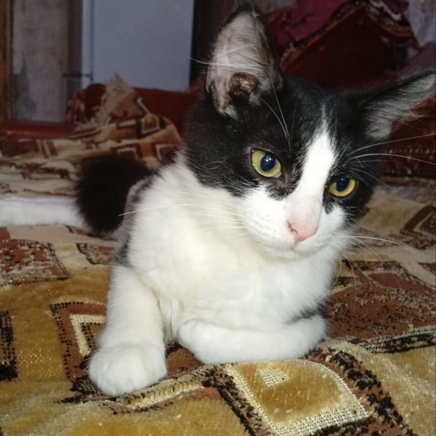 Котёнок в добрые руки