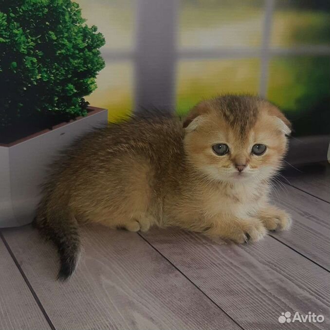 Шотландские плюшки