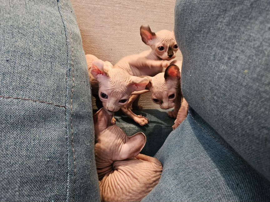 Канадский сфинкс эльф котенок