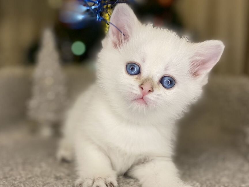 Котята Британская шиншилла