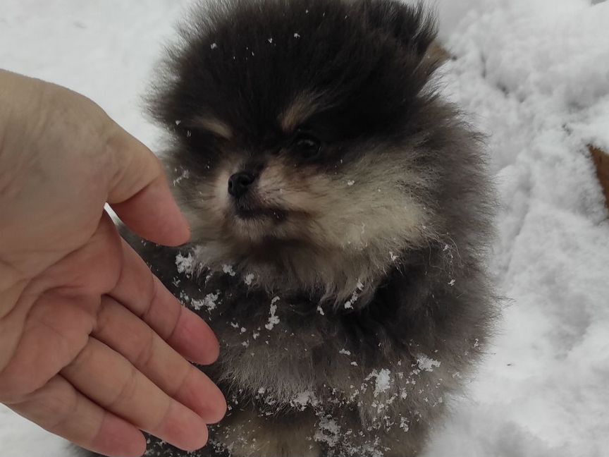 Померанка,мини голубой щенок