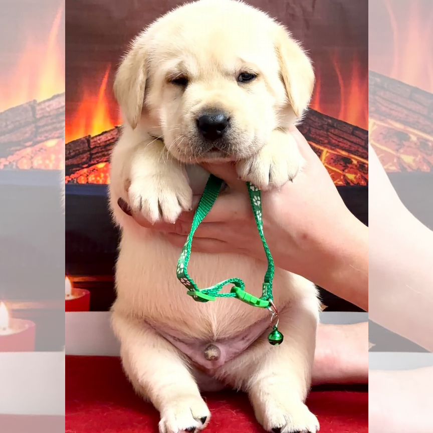 Лабрадор-ретривер, щенок