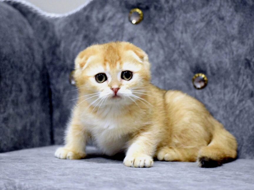 Короткие и длинные лапы