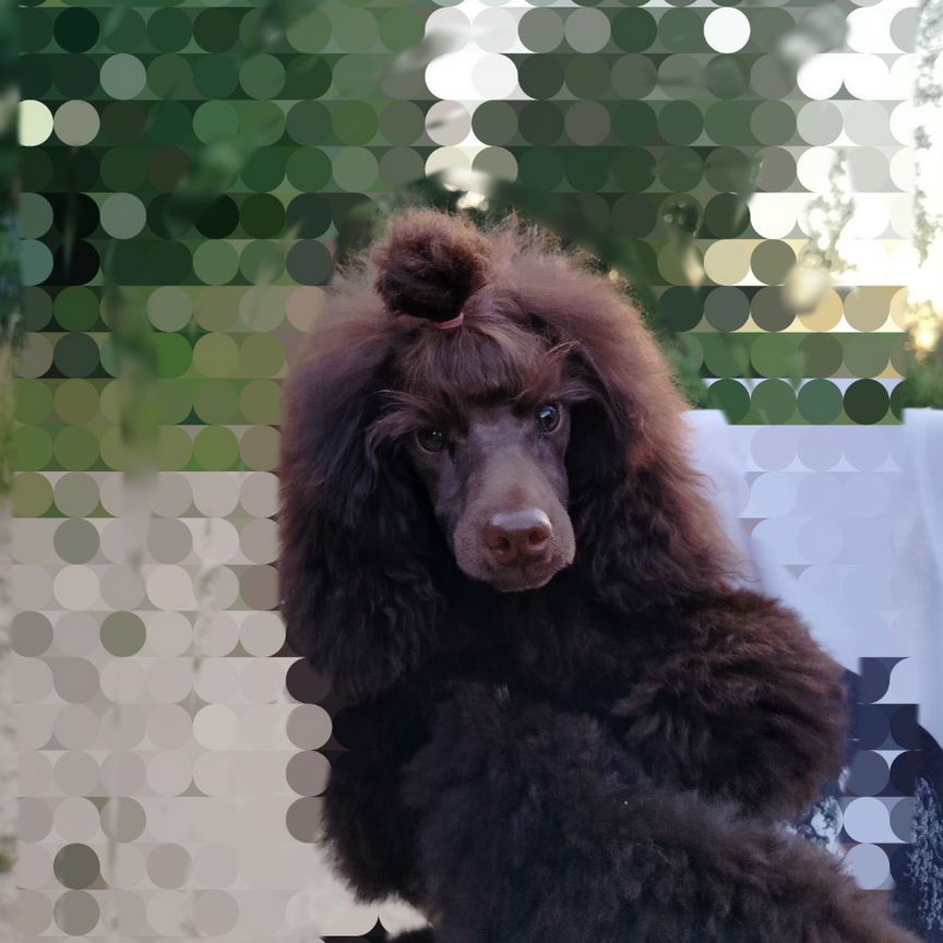 Пудель, взрослая собака