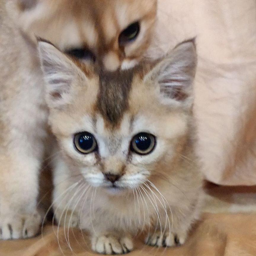 Котик Манчкин стандарт скотиш килт