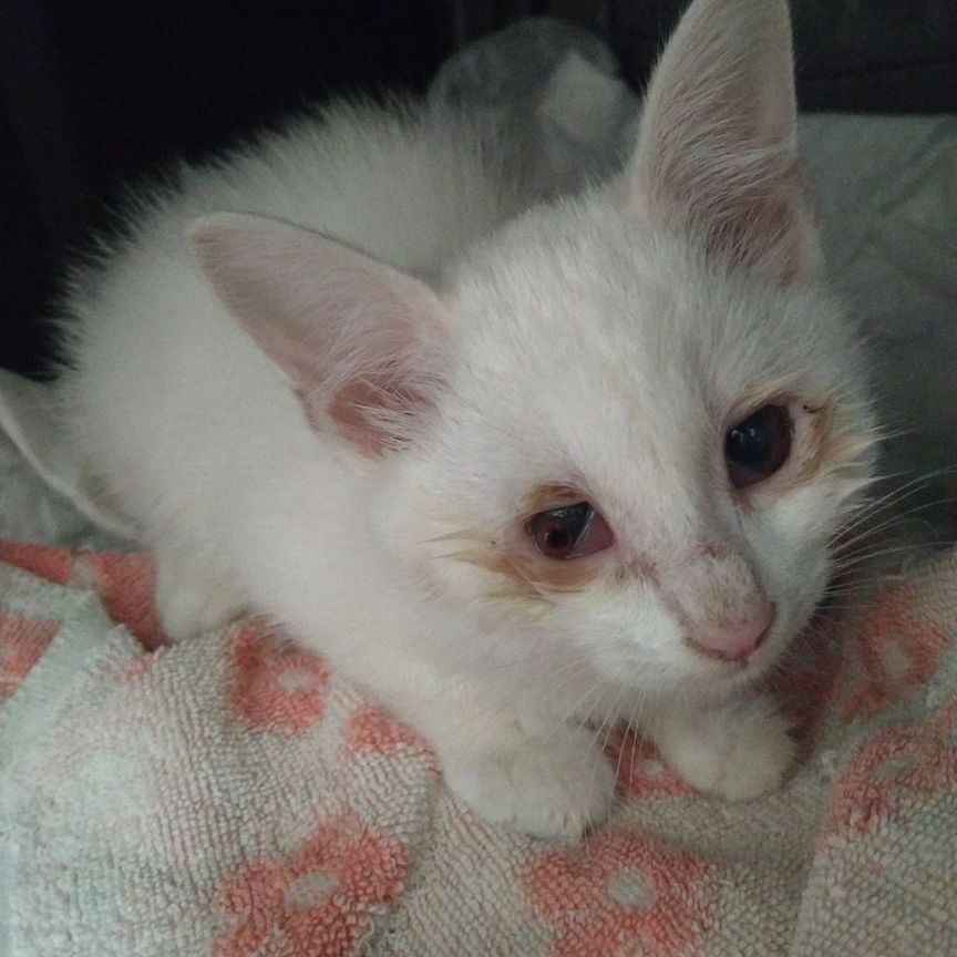 Слепой малыш ищет семью