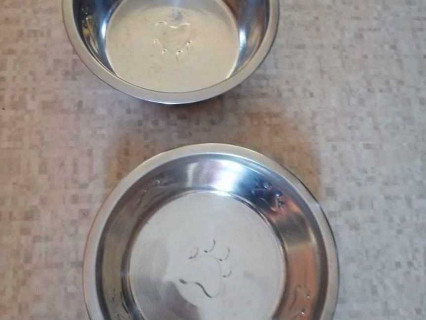 Собачья миска
