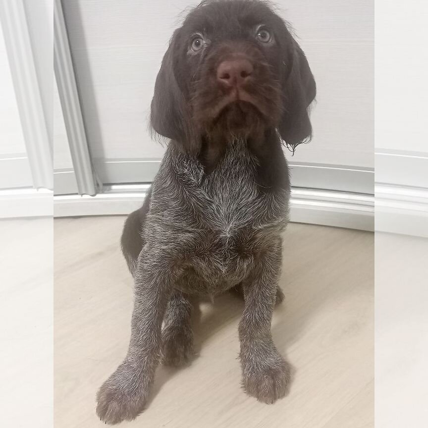 Дратхаар, щенок