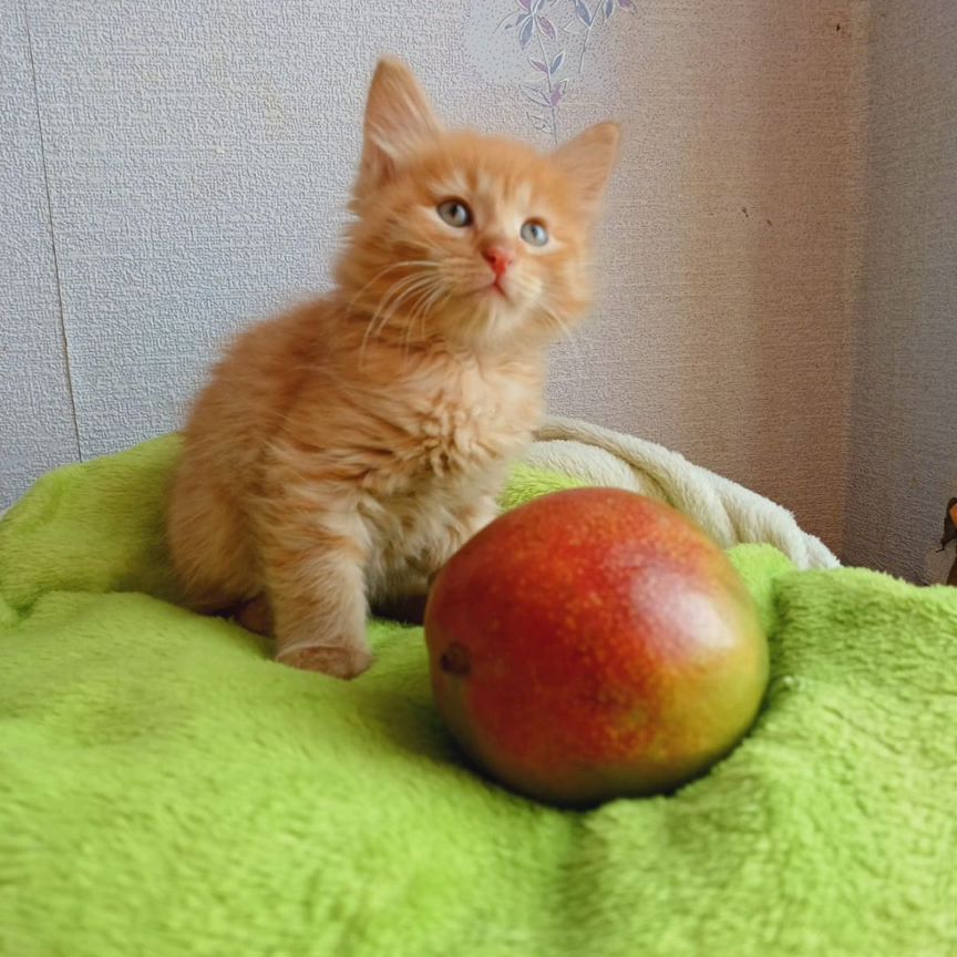 Новогодние котята в хорошие руки
