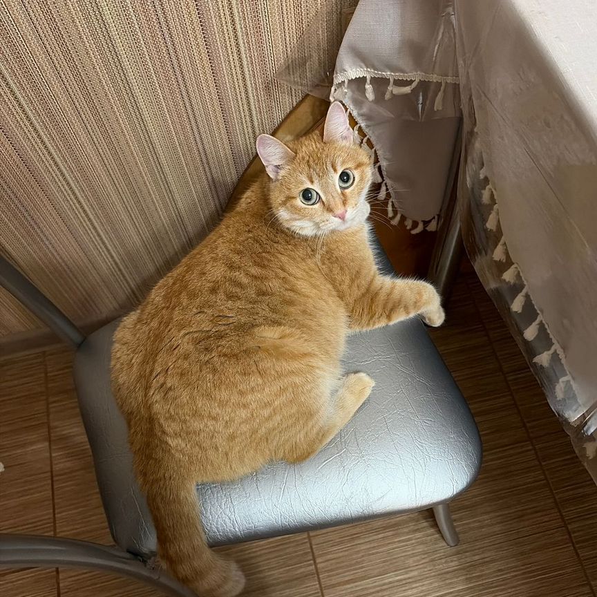 Взрослая, кошка в добрые руки