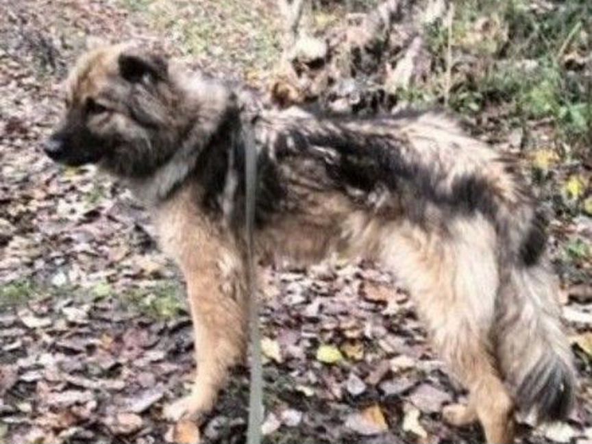 Никто не замечает потрясающего собакена