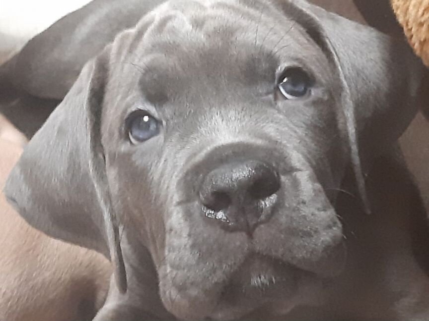 Серо-тигровый парень Кане корсо